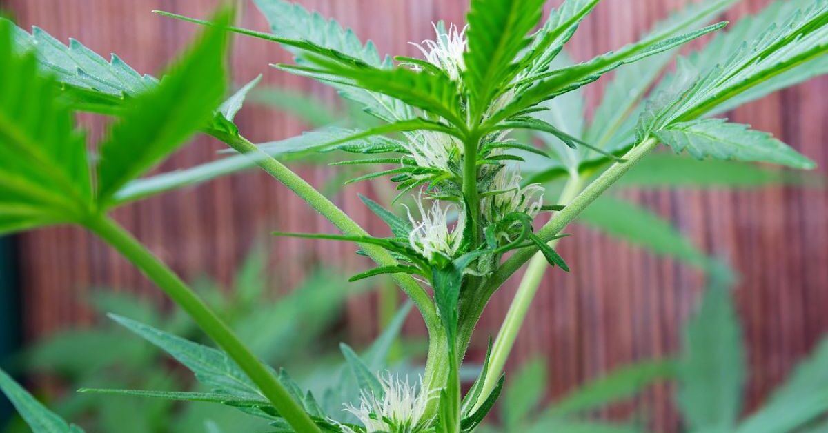 Half Of Guernsey's Deputies Support Cannabis Decriminalization