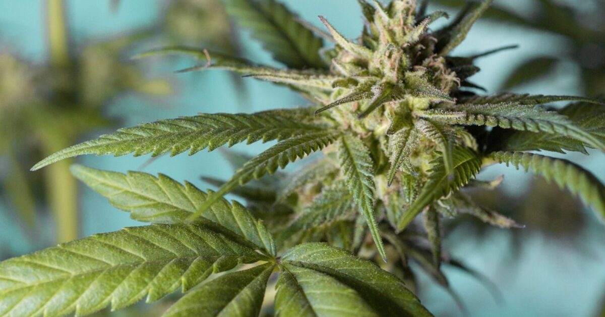 Ancillary Cannabis Industry Sectors Projected To Experience Major Growth