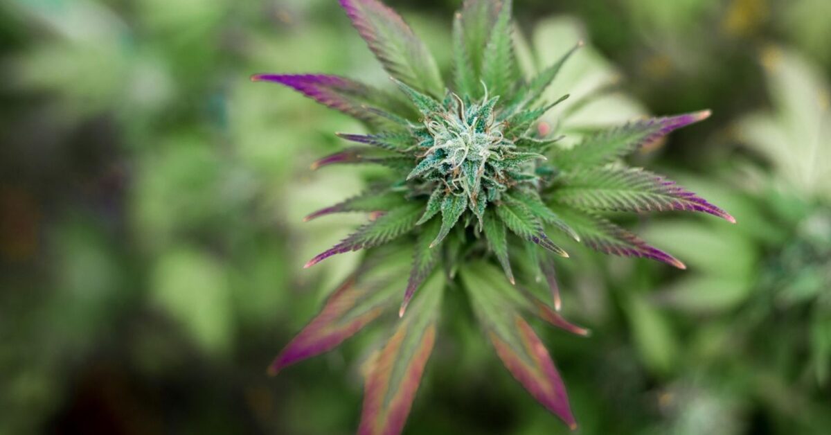 Medical Cannabis Helps Patients With Chronic Pain, Anxiety, And Depression
